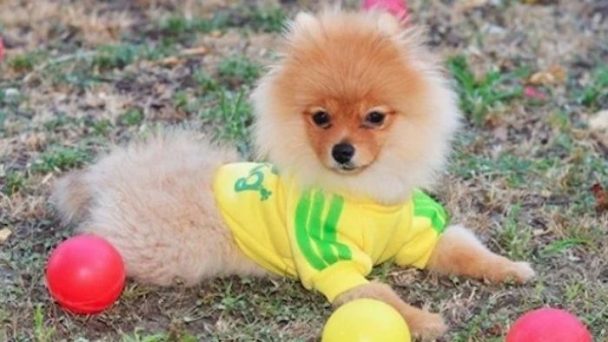 March Pom - BiographON